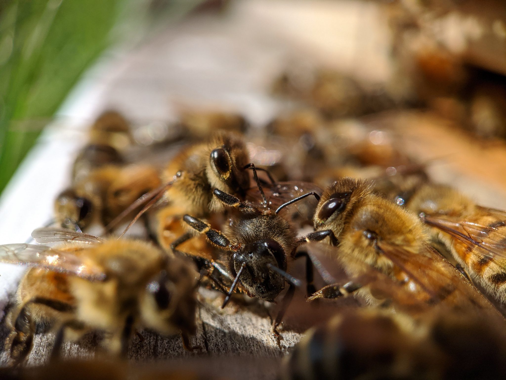 The gut microbiome is key to nestmate recognition in the honey bee – a ...