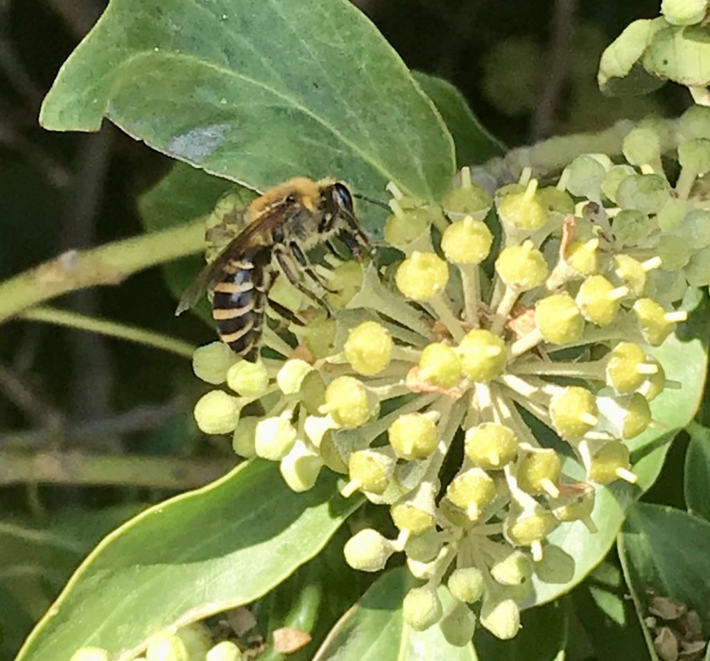 Solitary Bees including the Ivy Bee, Colletes hederae – a talk by Mike ...