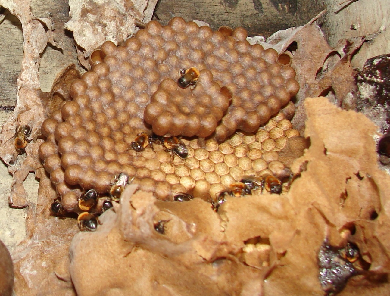 Stingless bees and tropical solitary bees – a talk by Breno M. Freitas ...